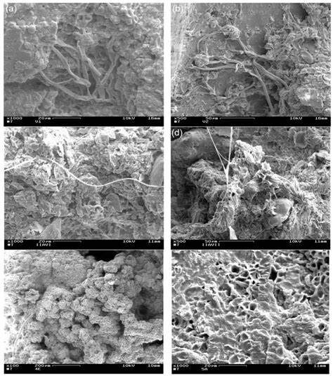 Call Biodegradation Polyurethanes Fruit Oils Vegetable