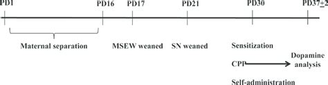 Schematic Representation Of The Experimental Procedure Download Scientific Diagram