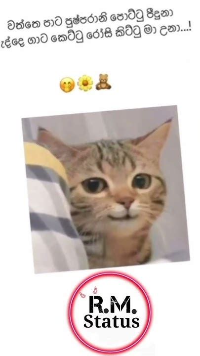 වත්තෙ පාට පුෂ්පරානි පොට්ටු පීදුනා බැද්දෙ ගාට කෙට්ටු රෝසි කිට්ටු මං උනා 🤭🌼 😍 Youtube