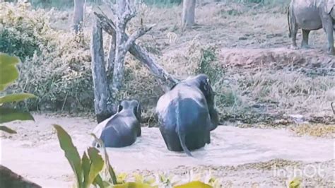 මේ තමයි අලි සෙල්ලම් කරනවා කිව්වට වතුරේ මාත් දැක්කේ අද තමයි ඉවර වෙනකල් බලන්න Youtube