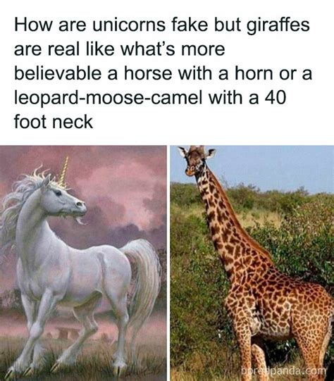 30 Of The Funniest Animal Memes To Make Your Day As Seen On This