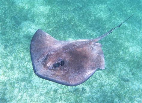 Manta Ray Vs Stingray Main Differences Ocean Info