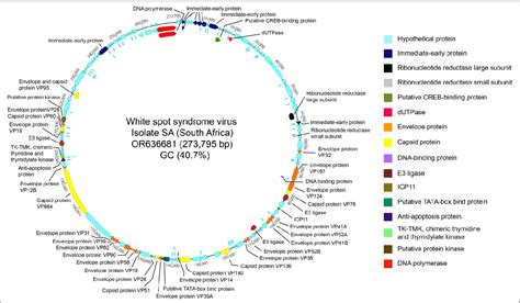 Figure 2 From Nanopore Minion Sequencing Generates A White Spot Syndrome Virus Genome From A
