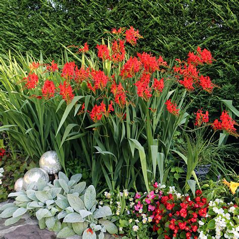 Crocosmia Lucifer In 2025 Crocosmia Lucifer Crocosmia Perennial
