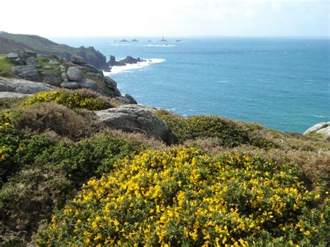 Gorse On The Cliff Top Near Lands End © Rod Allday Cc By Sa20