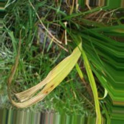 Rice Diseasess Detection Instance Segmentation Dataset And Pre Trained Model By Project Fire