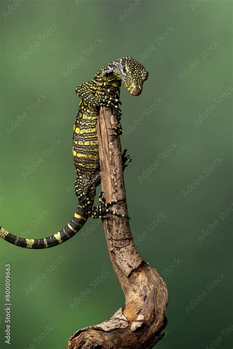 The Crocodile Monitor Or Papuan Monitor Or Salvadoris Monitor Varanus Salvadorii Is The