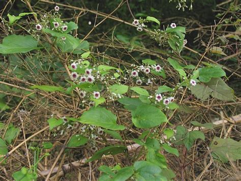 ヤイトバナヘクソカズラはじっこ草花ノート