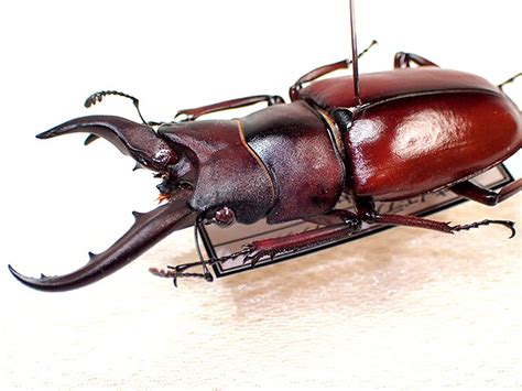 奇形オキノエラブノコギリクワガタ47mm標本 INSECT ULTIMA