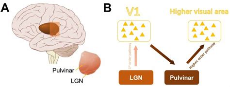 A Illustration Of The Pulvinar Nucleus And Lgn B Illustration Of Download Scientific