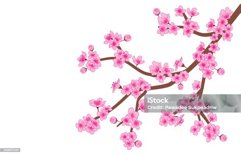 Bunga Sakura Cabang Bunga Sakura Ilustrasi Vektor Ilustrasi Stok