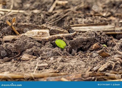 Soybean Plant Emerging Through Corn Residue In Farm Field Stock Image