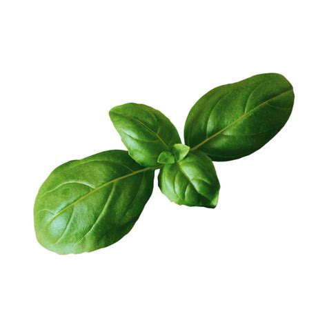Collection Of Basil Png Pluspng