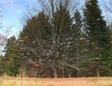 Reflective Landscape Photograph By Larry Federman Pixels