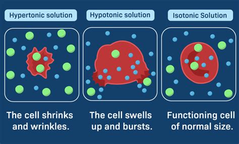 The Difference Between Hypertonic And Hyperosmotic Solutions Assessed