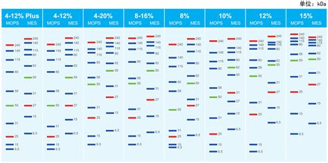 Surepage™ 蛋白电泳预制胶 高分辨率sds Page蛋白电泳胶 便于染色和转印 金斯瑞