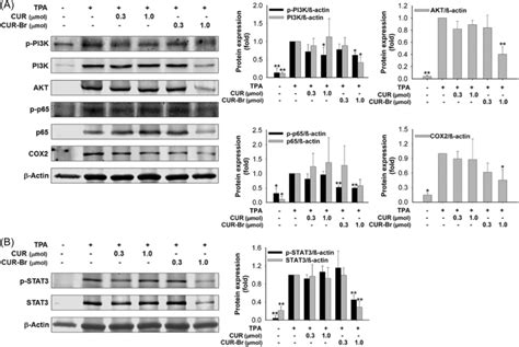Effect Of Acute Topical Application Of TPA H On Proinflammatory Download Scientific