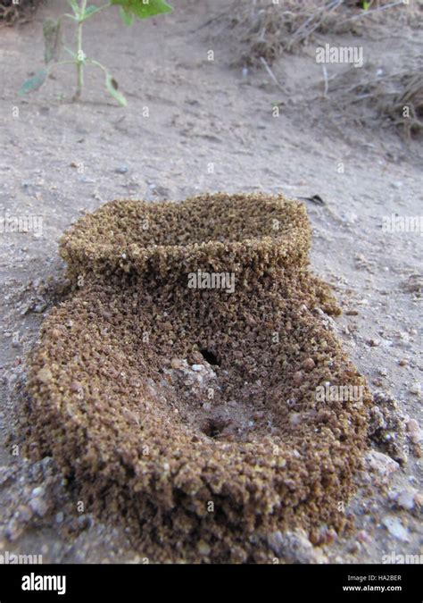 This Photograph Features An Ant Colony Showcasing The Complex