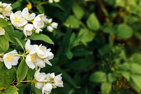 봄철에 아름다운 하얀 재스민 꽃꽃 꽃이 피는 재스민 덤불배경 영감을 주는 천연 꽃봄 꽃이 피는 정원이나 공원 꽃 예술 디자인 아로마테라피 컨셉 3월에 대한 스톡 사진 및