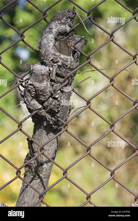 Vertical Image Of Tree Section Growing Around Old Fence Stock Photo Alamy