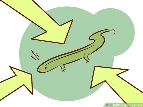 How To Catch A Lizard With Pictures WikiHow