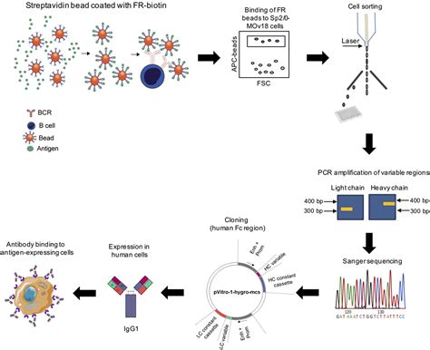 Frontiers Evaluation Of Antigen Conjugated Fluorescent Beads To