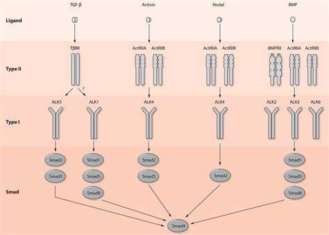 Tgf β Signaling In Development Sciences Stke