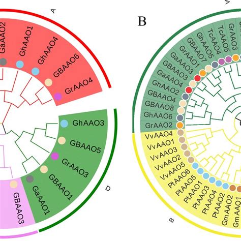 two unrooted phylogenetic trees constructed by the maximum likelihood
