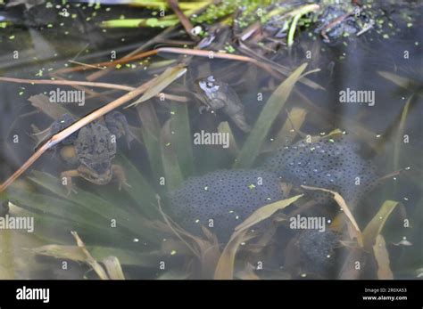 Adult Common Frogs Rena Temporaria Mating In A Garden Pond In Spring