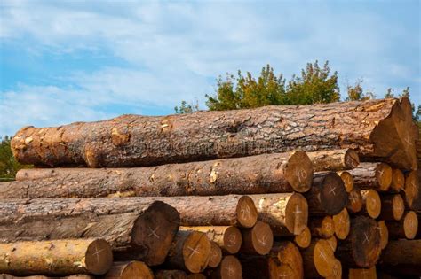Timber Or Lumber Stock Image Image Of Trees Pattern 44898653
