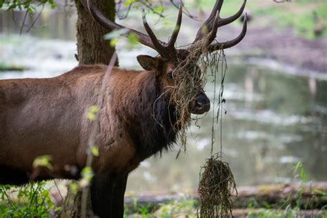 Elk Mating Season The Rut Northwest Trek Wildlife Park