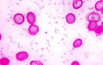 Campylobacter Coli