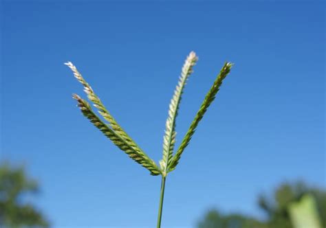 Goosegrass Cals