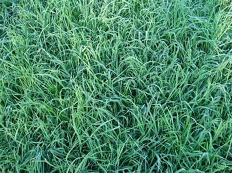 Orchardgrass Varieties