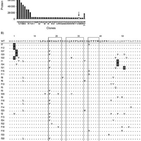 A Radioactive Binding Assay Of [ 35 S] Methionine Labeled Selected Download Scientific Diagram