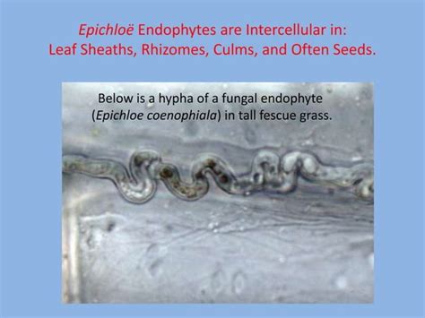 Microbial Endophytes Diversity Functions And Host Endophyte