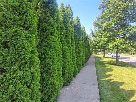 Pruning Green Giant Arborvitae Managing Height And Width Victory