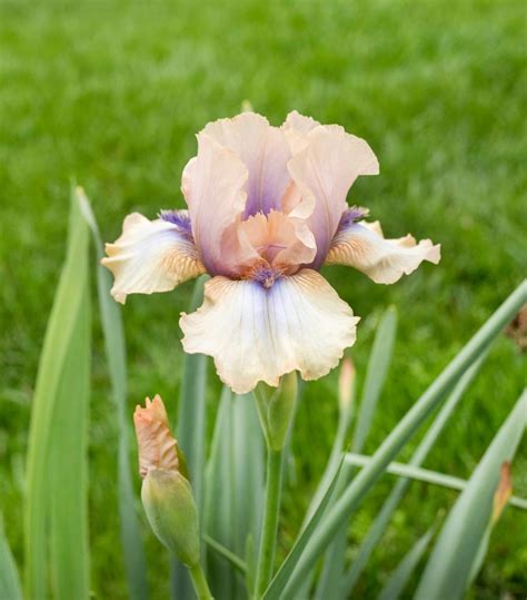 National Garden Bureaus Bulb Crop Of The Year Iris Burger Farms