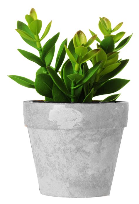 绿植盆栽