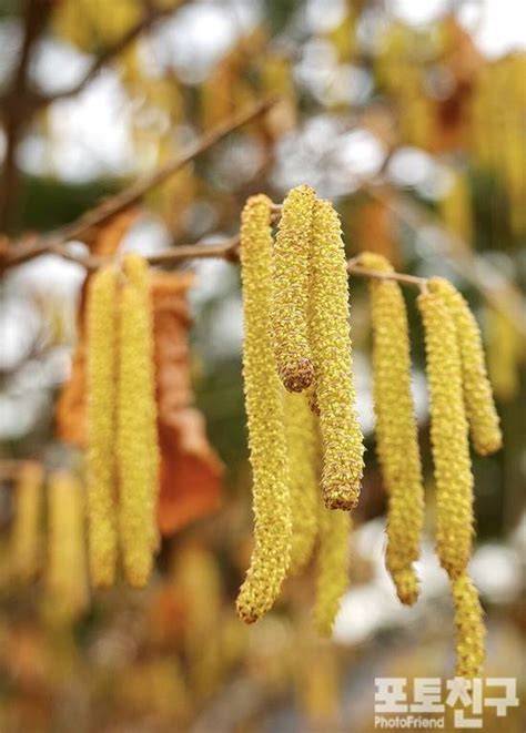 포토친구 생강나무와 개암나무 꽃