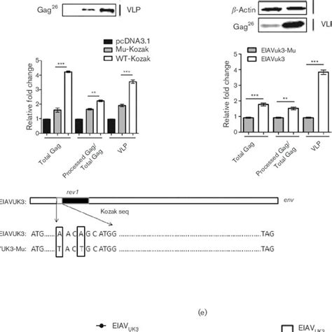 An Attenuating Mutation Of The Kozak Sequence In Tat Rev Mrna Decreased