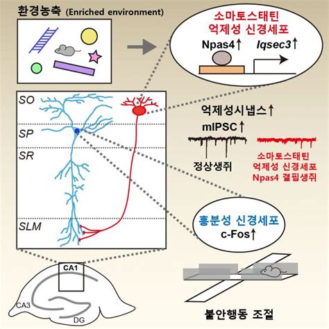 우울증·외상후스트레스장애 새 치료 물질 발견 아시아경제