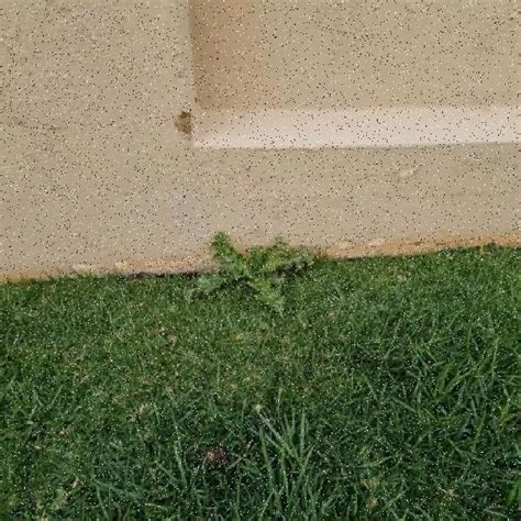 Weed Detection Instance Segmentation Model V3 2023 09 29 4 20pm By Koley