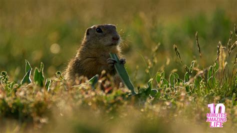 Grondeekhoorn Eet Een Blad In Het Gras