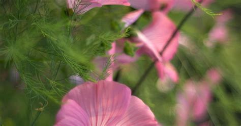 가을 갈매기 경치 계절 고요한 관상용 식물 꽃 꽃무늬 꽃봉오리 꽃이 피는 꽃잎 녹색 단풍 담쟁이덩굴 뒤뜰 땅 무성한 무성한 녹지 바다 봄