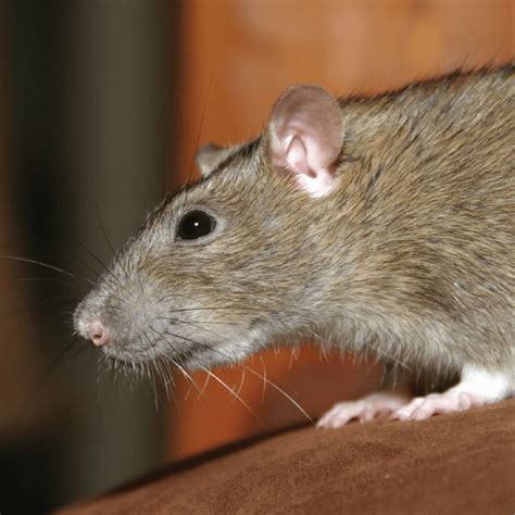 Roofratvsnorwayrat Roof Rats Norway Rat Rats