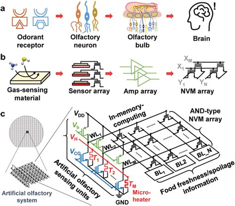 Biological Olfactory System And Proposed Artificial Olfactory System