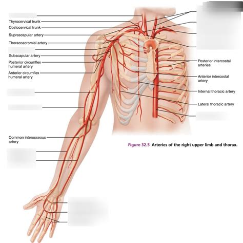 Brachial Arteries Diagram Quizlet