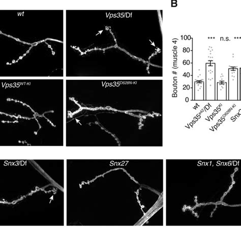 Control Of Synaptic Growth Depends On Specific Retromer Associated Download Scientific Diagram