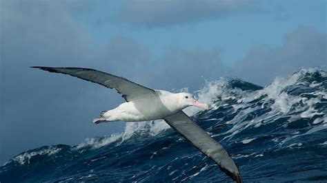 Wandering Albatross Australian Antarctic Program